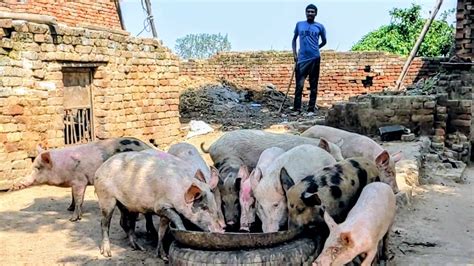 Kagra Pig Loading Station | Pig Loading Trucks | सूअर पालन | pig farm - YouTube