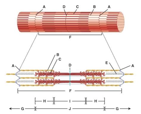 Unlabeled Diagram Of A Sarcomere
