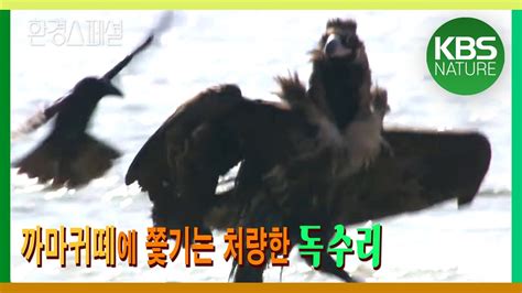 까마귀떼에 쫒기는 처량한 독수리 신세 환경스페셜 섬진강 겨울에서 봄으로 Kbs 20100331 방송 Youtube