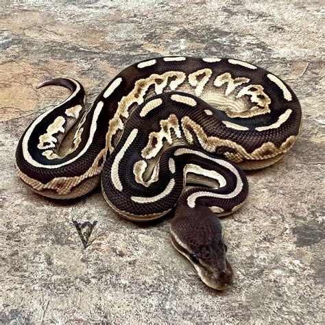 Savannah Ball Python By Vesper Ball Pythons Morphmarket