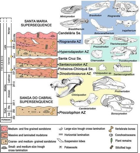 Biostratigraphy Creates Strata Units Based On Their Diagnostic Fossil