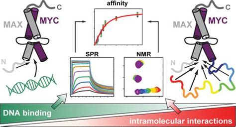 转录因子 Myc Max 中本质上无序的区域通过分子内相互作用调节 Dna 结合 Biochemistry X Mol