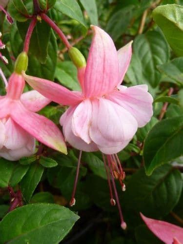 Fuchsia Southgate