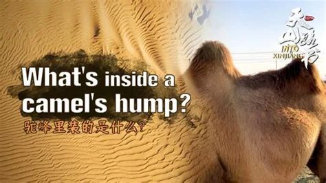 Camels Hump смотрите и скачивайте изображения — Яндекс Картинки