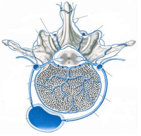 Internal Vertebral Venous Plexus
