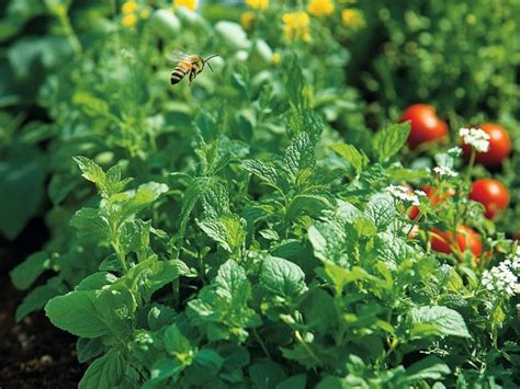 12 Reasons You Need To Start Growing Lemon Balm Right Now Complete