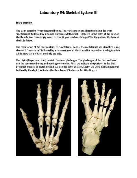 Lab Quiz Skeletal System at Mia Stanfield blog