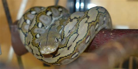 Morel Python Reticulatus