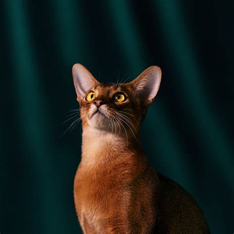 Most Popular Cute Dark Wallpapers