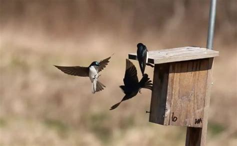 Новини за света на животните и откритията — Nauka Offnews Bg