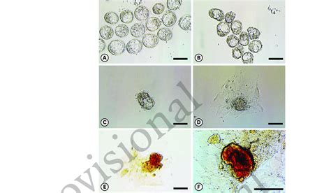 Development And Pluripotency Assay Through Alkaline Phosphatase Download Scientific Diagram