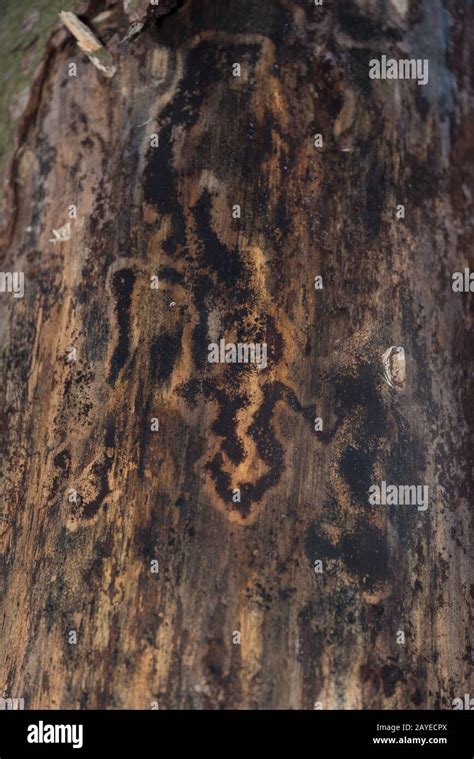 Damage To Tree Bark Hi Res Stock Photography And Images Alamy