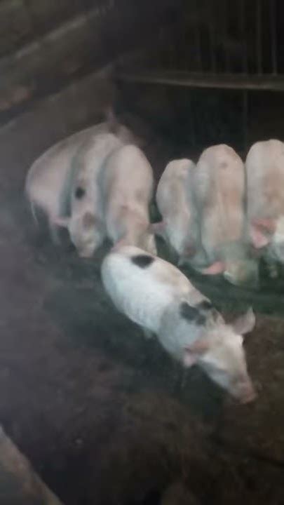 Поросятки Youtube