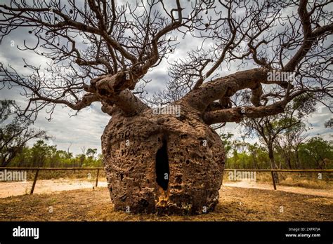 Boab Or Australian Baobab Tree Adansonia Gregorii The Prison Tree