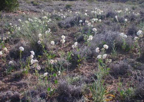 Nature Abhors A Garden Sweet Sand Verbena