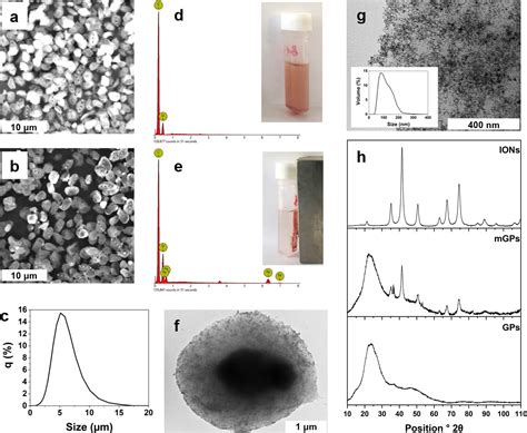 Magnetic Yeast Glucan Particles For Antibody Free Separation Of Viable Macrophages From