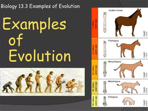 Ppt Biology 13 3 Examples Of Evolution Powerpoint Presentation Free Download Id 2529447