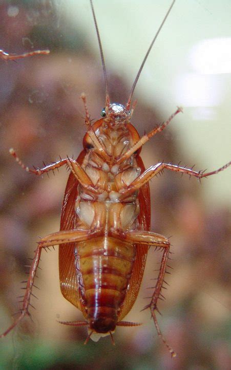 Ktla 5 News A Cockroach Infestation At The Mrs Knotts Facebook