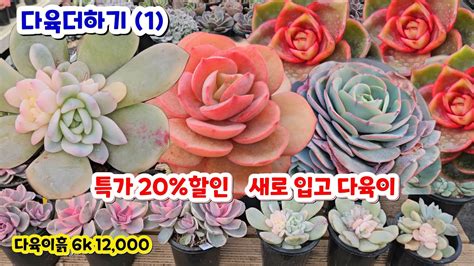 다육더하기1 새로 입고 예쁜 다육이들 20할인 보라공주 코사지 러블리로즈 루돌프 먼로올금 웨스트레인보우 홍등 Youtube
