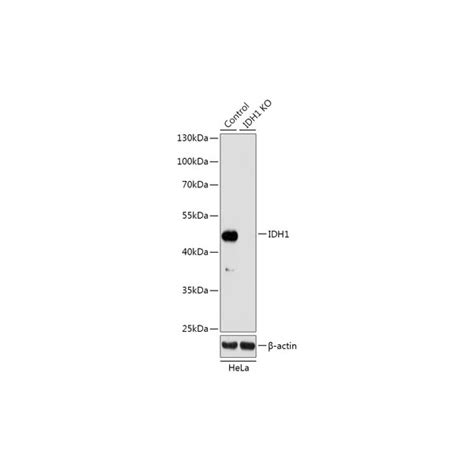 Buy Idh1 Antibody Ko Validated Axil Scientific