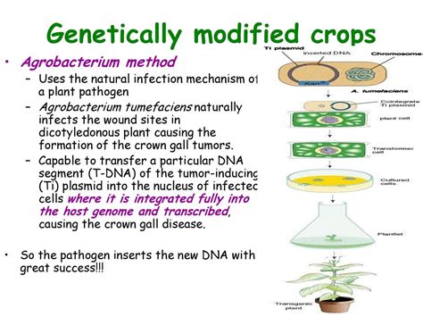 DNA And Genetic Material Ppt Download