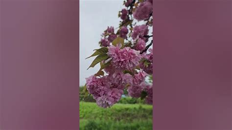 추억속의여자 송민준 Youtube