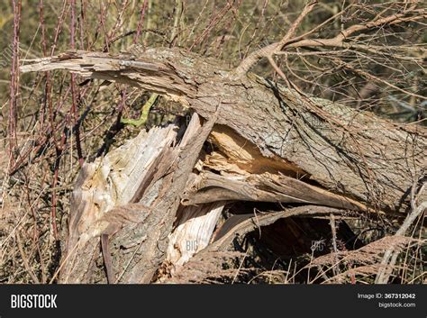 Split Tree Trunk Image Photo Free Trial Bigstock