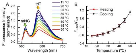 Intracellular Nanothermometer Has Unprecedented Versatility Statnano