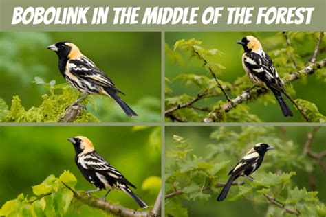 Bobolink In The Middle Of The Forest Graphic By Samopernaart · Creative Bobolink In The Middle Of The Forest Graphic By Samopernaart · Creative
