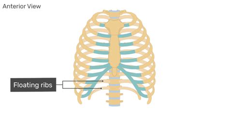 Floating Rib Syndrome Mayo Clinic
