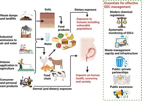 Major Sources For Edcs Exposure In The Indian Population And The