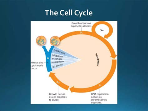 Chapter 8 Cellular Reproduction Pptx