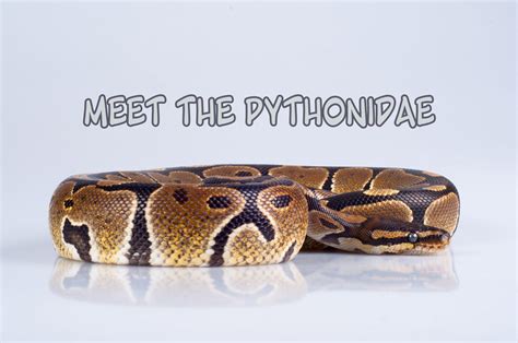 Pythonidae