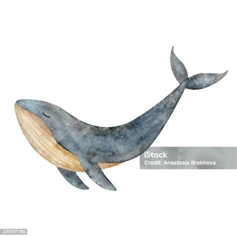 수채화 빈티지 스타일의 푸른 고래 그림 카드 스티커 어린이 포스터 보육원 욕실 옷 포장 장식을 위해 흰색 배경에 고립 된 귀여운 캐릭터 고래에 대한 스톡 벡터 아트 및 기타