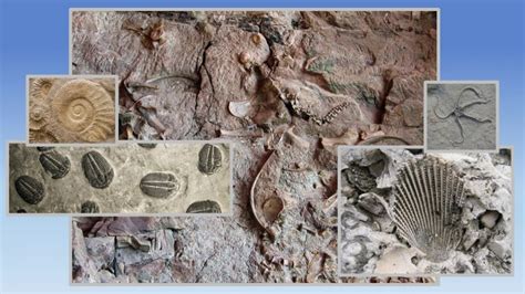 FOSSIL EVIDENCE DEFIES EVOLUTIONARY EXPECTATIONS Evolution Is A Myth