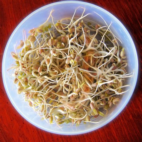 Bean Sprouts Sprout Food Free Photo On Pixabay