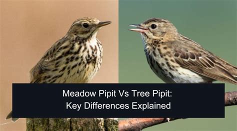 Meadow Pipit Vs Tree Pipit Key Differences Explained Binocular Base
