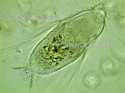 Trichonympha Under Microscope