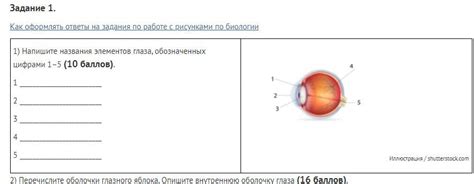 Задание 1 Как оформлять ответы на задания по работе с рисунками по биологии 1 Напишите