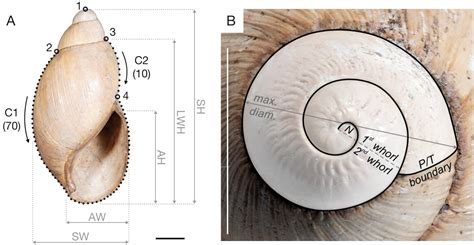 Shifting Shell Morphology In A Late Miocene Pliocene Land Snail Species Lineage Gastropoda