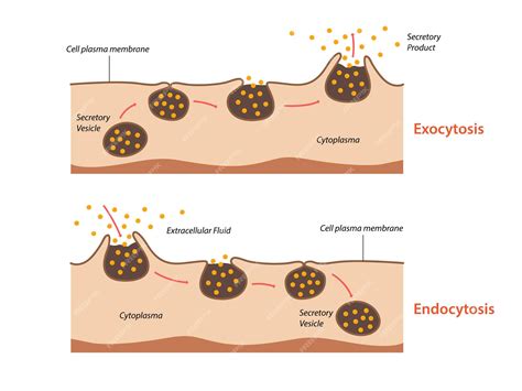 Premium Vector Endocytosis Exocytosis The Cell Transports Proteins