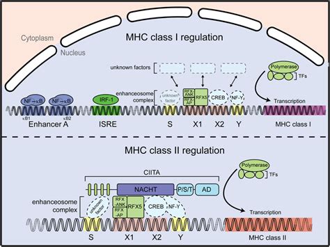 Major Histocompatibility Complex Class I And Ii Promoters Mhc Class I Download Scientific