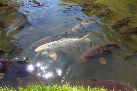 Types Of Carp In The UK The Full List
