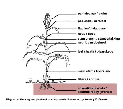 The Sorghum Plant Sorghum Trust