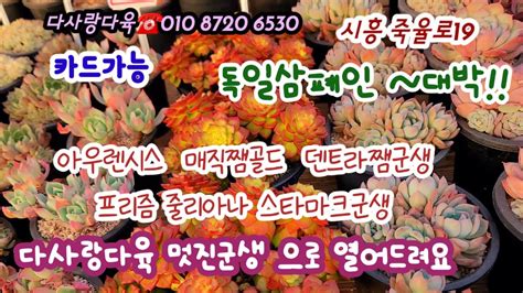 멋진군생들 중대사이즈 새품종으로 소개 독일삼페인 대품 착해요 아우렌시스 스타마크군생 줄리아나 프리즘등유료광고포함