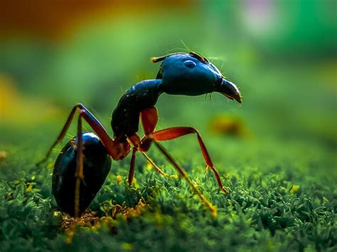 Premium Photo Close Up Of Ant On Grass