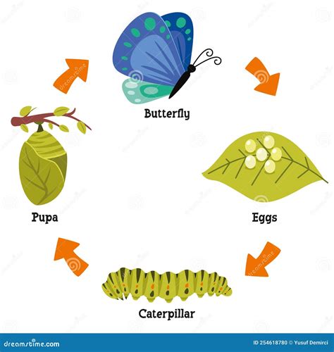 Ciclo De Vida Borboleta Binkedu