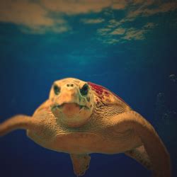JQuery Image Reveal Plugin Examples