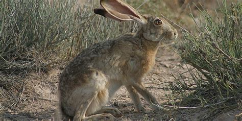 Black Tailed Jackrabbit White Sands National Park Us National Park