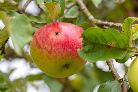 Apple Worm Stock Photos Free Royalty Free Stock Photos From Dreamstime